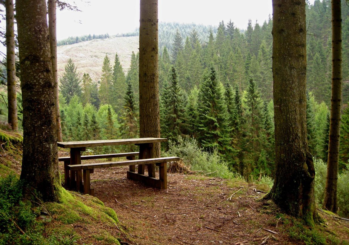 Natural Resources Wales / Brechfa Forest – Byrgwm woodland, near Carmarthen